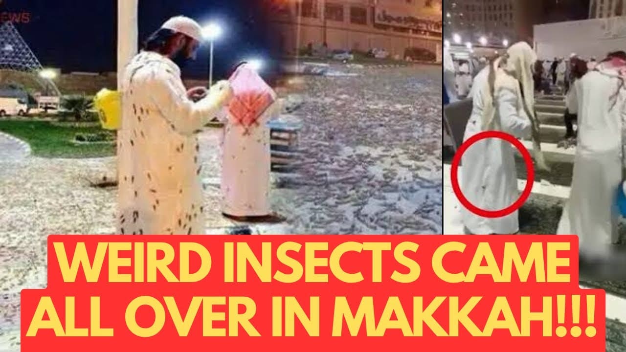 Weird insects came all over in Makkah!!!